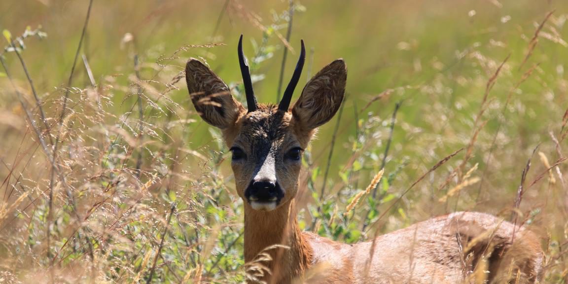 Naturfotografien von Sarah Pieper und Daniel Mackels | Dorfgemeinschaft ...